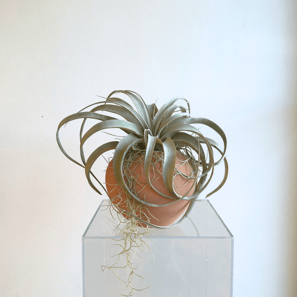 Moab Air Object – Tillandsia Xerographica in Clay Vessel – houseoflilac