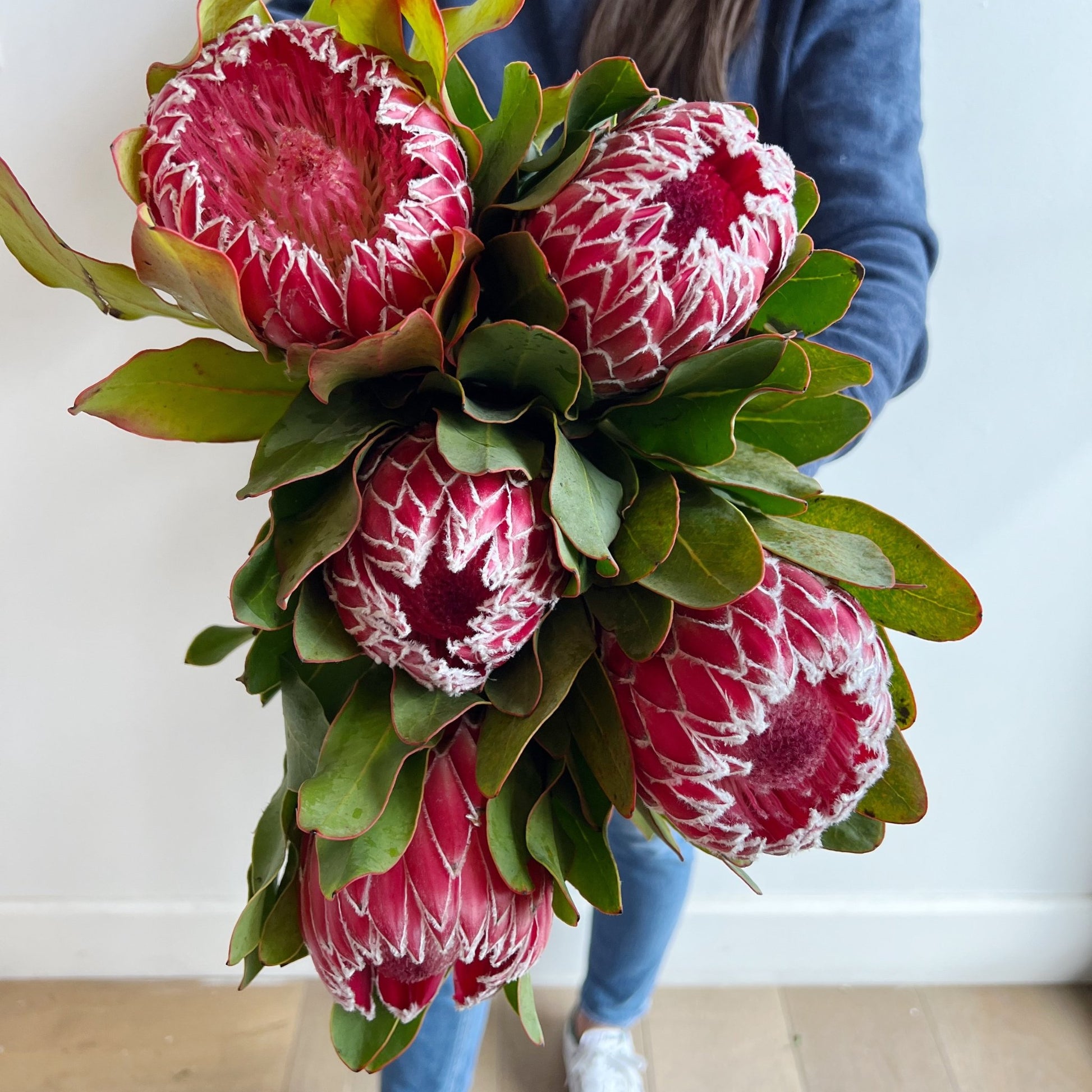 Large Protea | houseoflilac